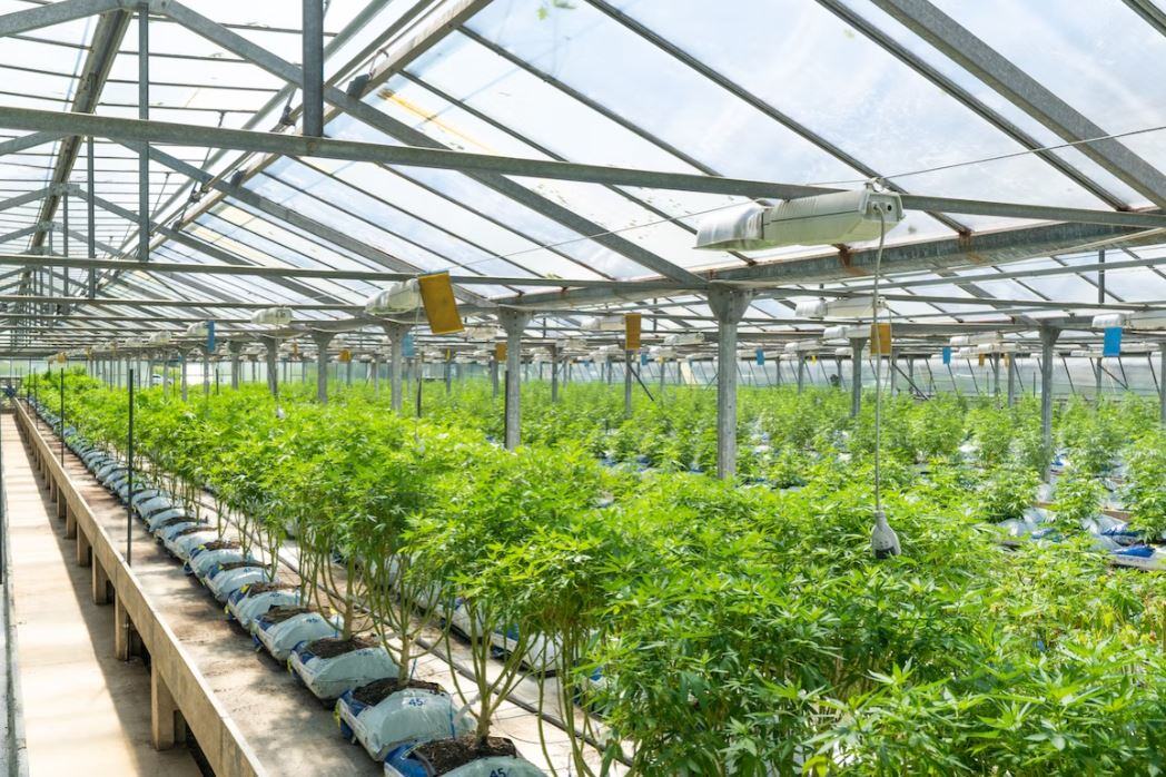Lawmakers consider adding millions of square-feet of Cannabis growing ...